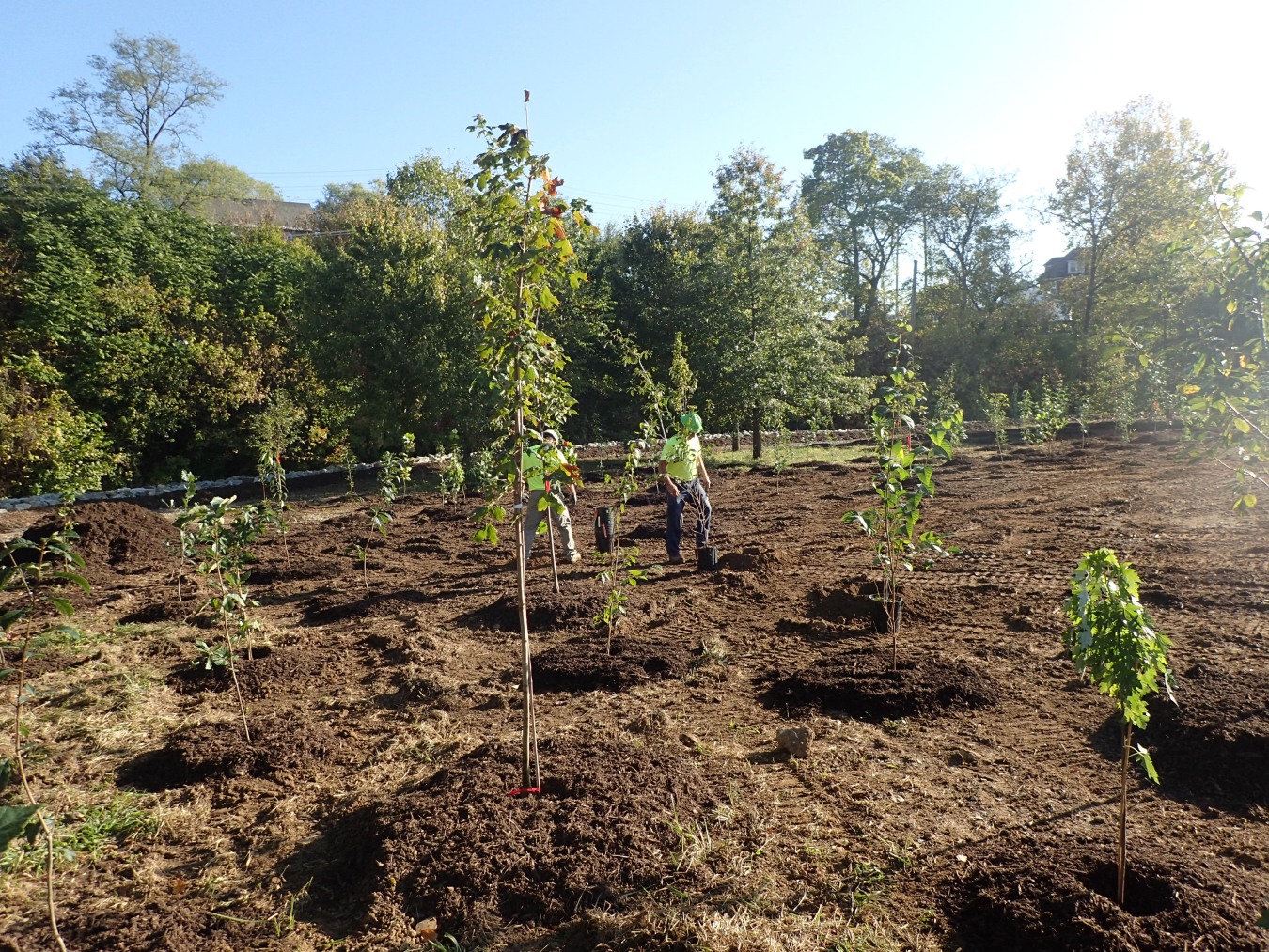 Riparian Forest Buffer Tree Maintenance at Pennsylvania Disposal Site ... Riparian Forest Buffer Tree Maintenance at Pennsylvania Disposal Site ...